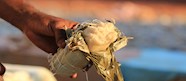 Chikwanga Traditional Bread From Democratic Republic Of The Congo