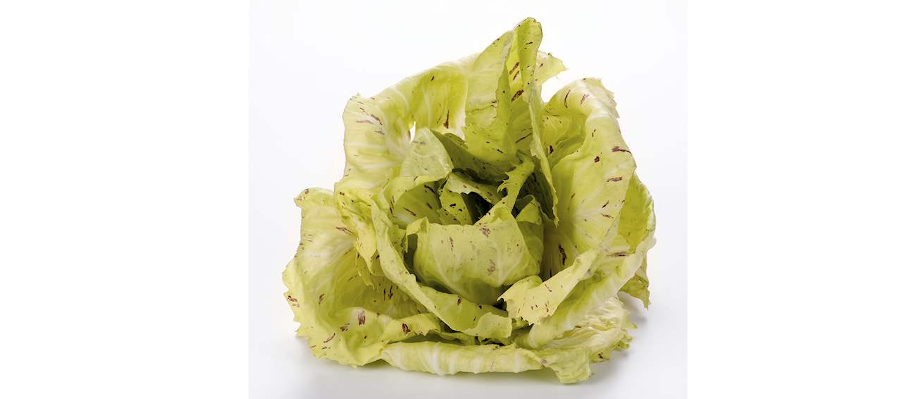 Radicchio Variegato di Castelfranco | Local Radicchio From Province of ...