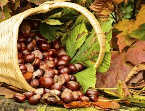 World Chestnuts Map | 20 World Chestnuts | TasteAtlas