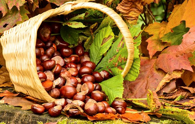 Chestnuts of the World: 20 Chestnuts Types | TasteAtlas