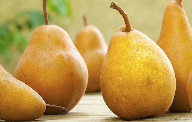 Pears of the World: 8 Pear Types | TasteAtlas