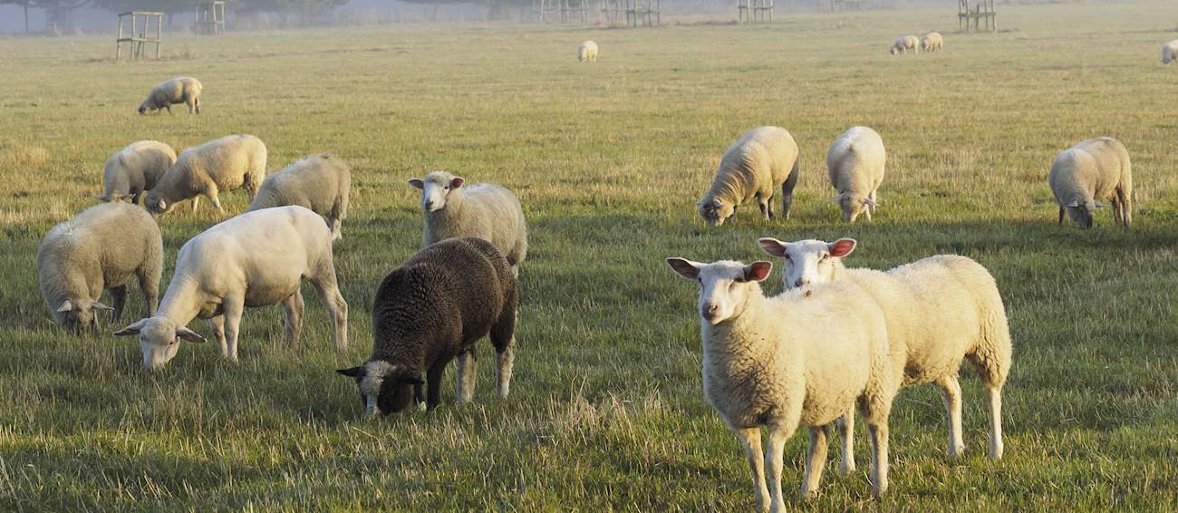 West Country Lamb | Local Lamb From South West England, United Kingdom
