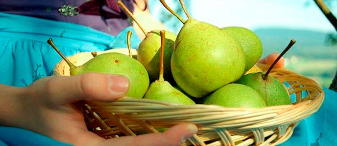 European Pears: 15 Pear Types in Europe | TasteAtlas