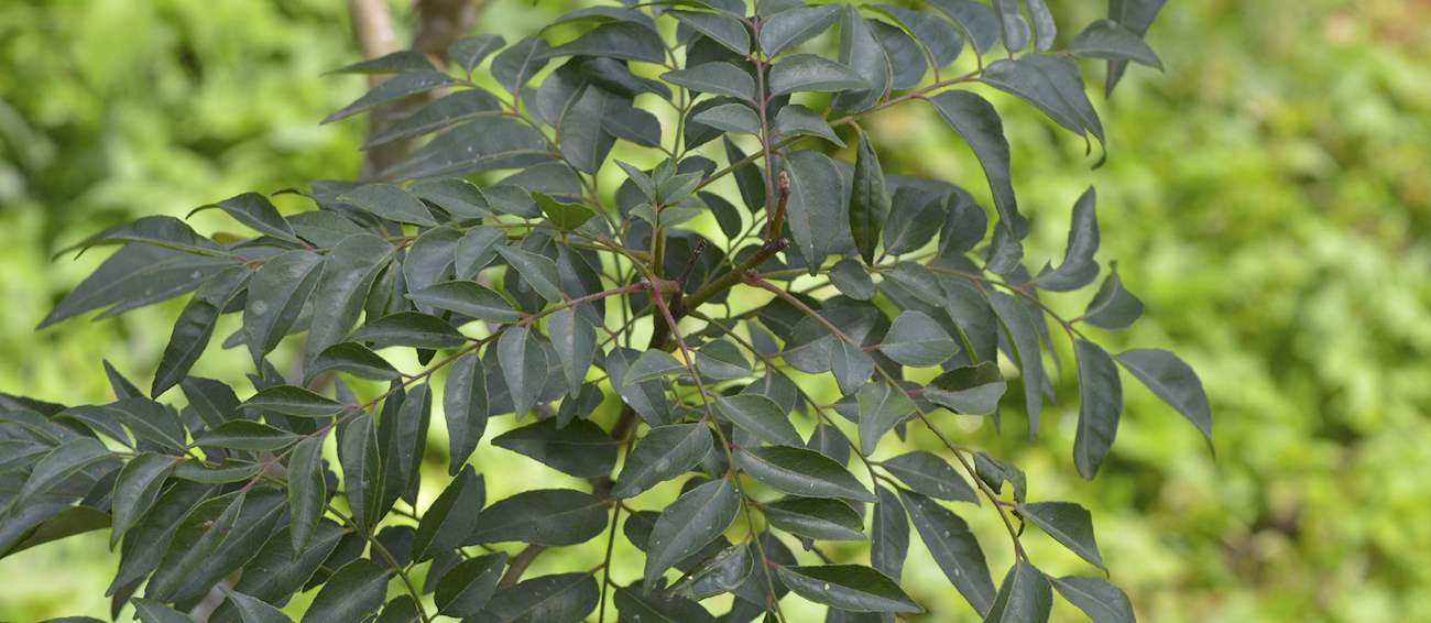 Curry Leaves | Local Herb From India