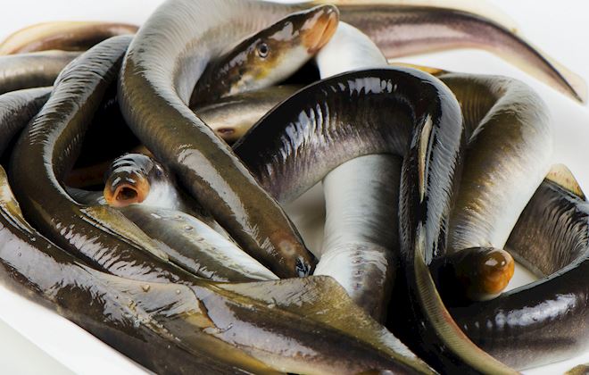 European Freshwater Fish: 31 Freshwater Fish Types in Europe | TasteAtlas