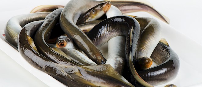 Fishes of the World: 84 Fish Types | TasteAtlas