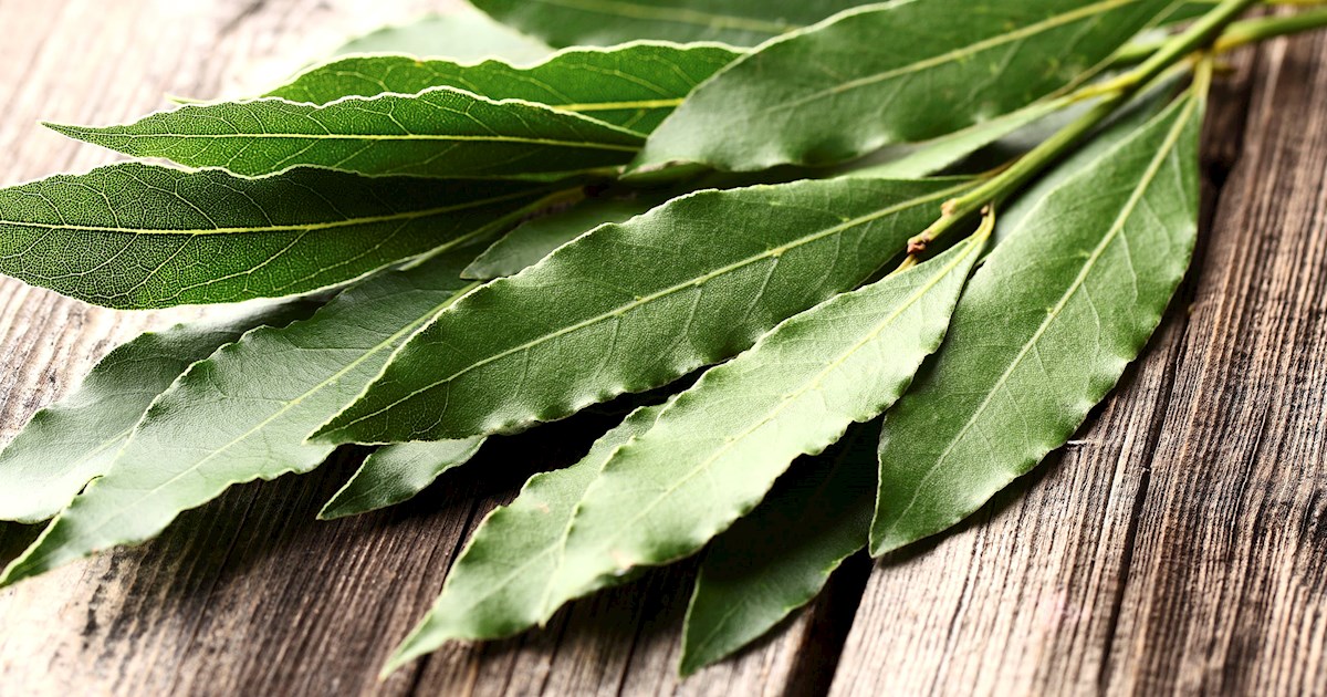Vlaamse Laurier | Local Bay Leaves From Flanders, Belgium