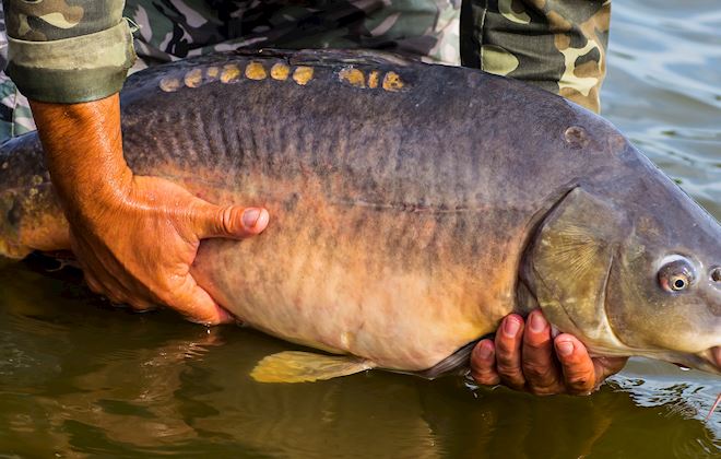 European Freshwater Fish: 31 Freshwater Fish Types in Europe | TasteAtlas