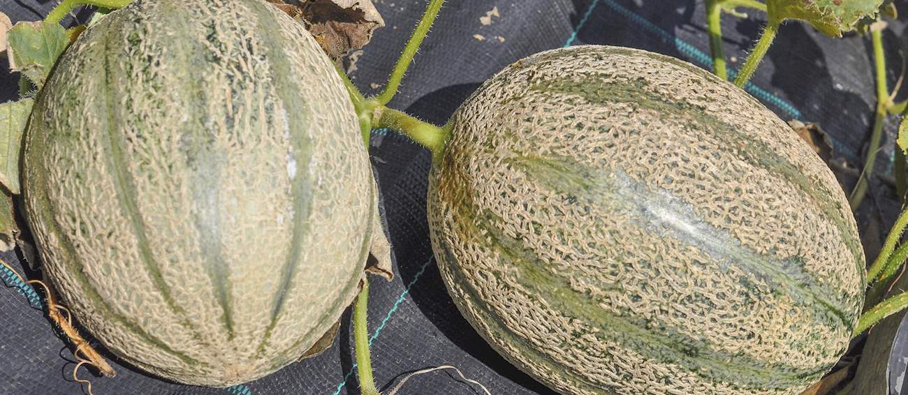 3 Best Melons in Italy - TasteAtlas