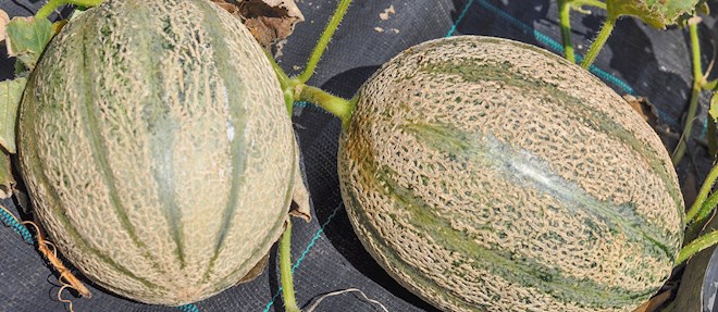 Melons of the World: 13 Melon Types | TasteAtlas