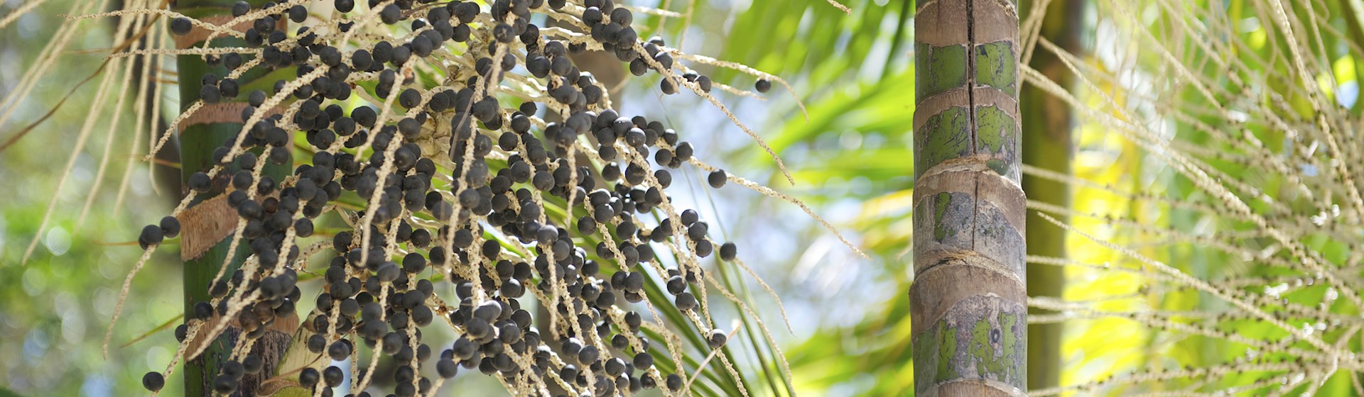 Top 5 Brazilian Berries - TasteAtlas