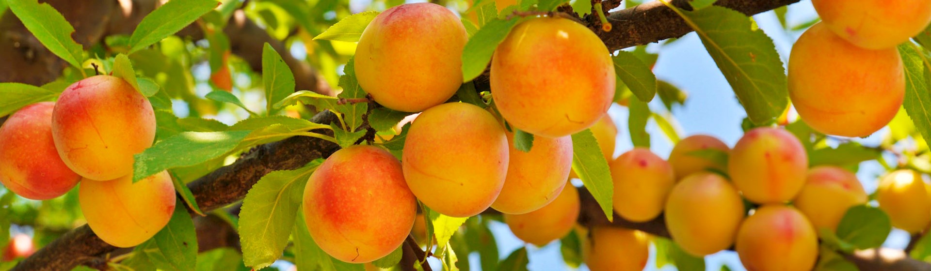 4 Best Peaches in Italy - TasteAtlas