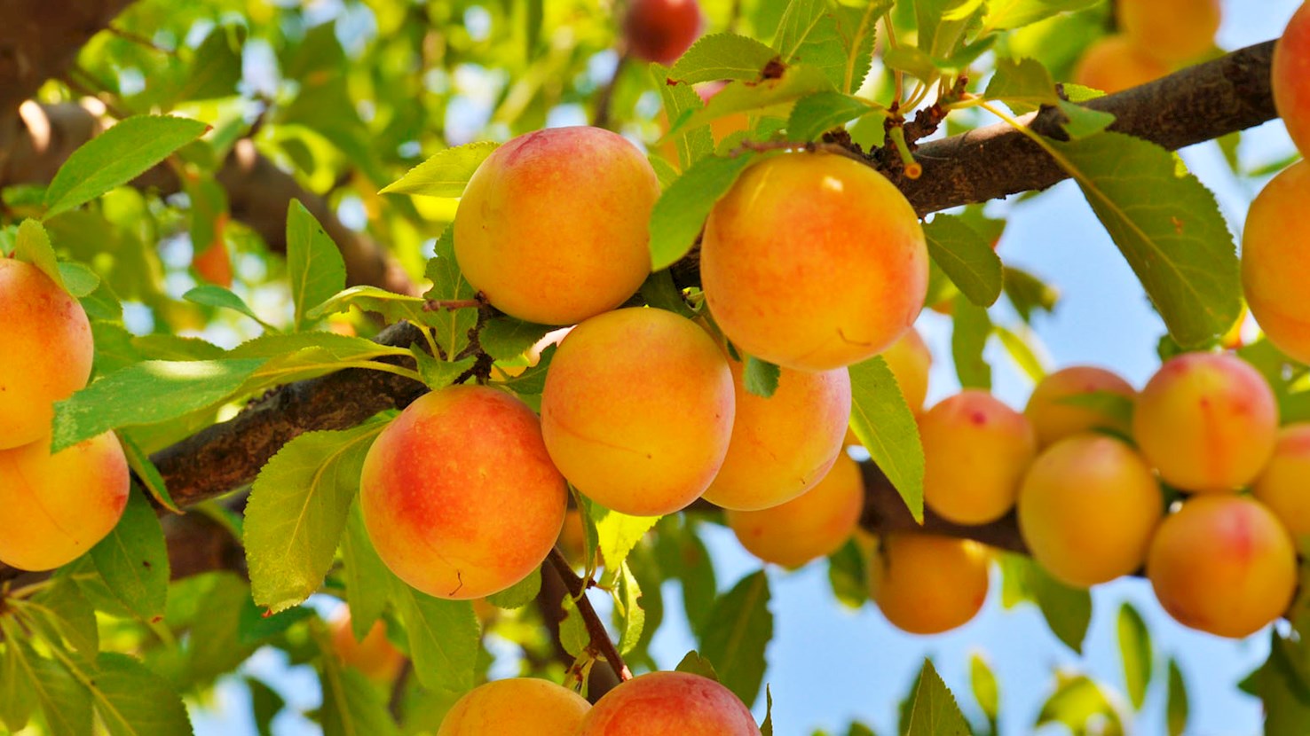 4 Best Peaches in Italy - TasteAtlas
