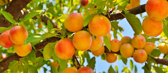 Italian Fruits: 42 Fruit Types in Italy | TasteAtlas