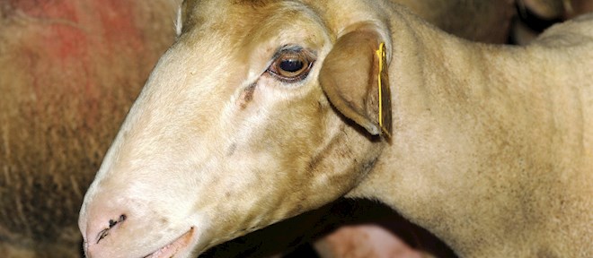 Lambs of the World: 49 Lamb Types | TasteAtlas