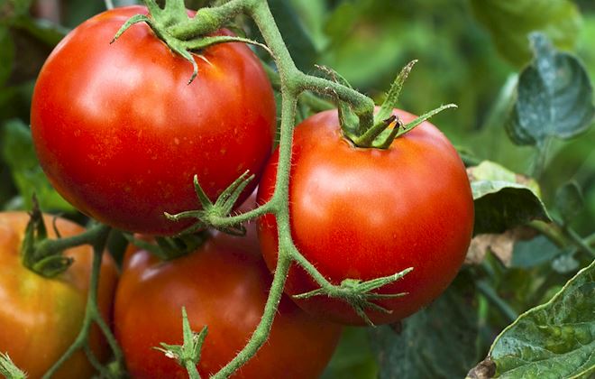 European Tomatoes: 8 Tomato Types in Europe | TasteAtlas