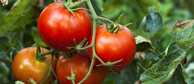 Tomatoes of the World: 29 Tomato Types | TasteAtlas