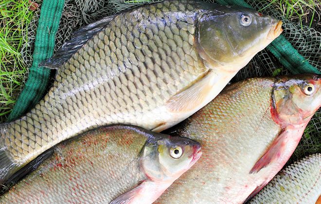 European Freshwater Fish: 31 Freshwater Fish Types in Europe | TasteAtlas