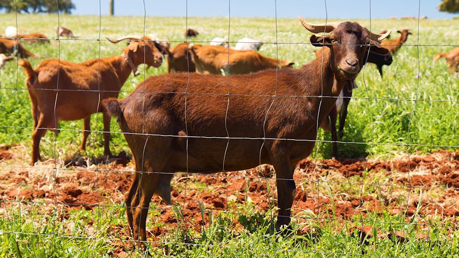 6 Best Goats in Portugal - TasteAtlas