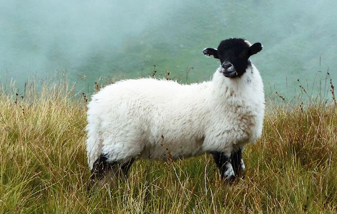 Lambs of the World: 46 Lamb Types | TasteAtlas