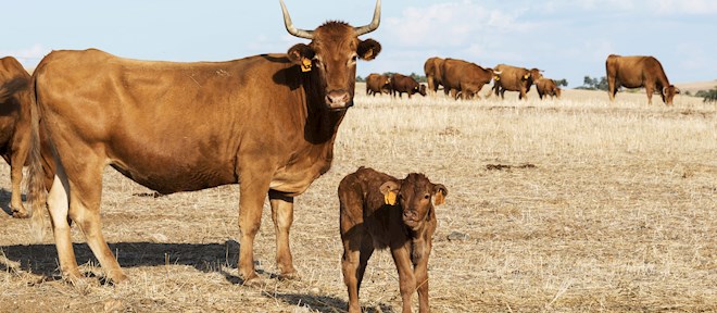 Portuguese Beef Cattle Breeds: 13 Beef Cattle Breed Types in Portugal ...