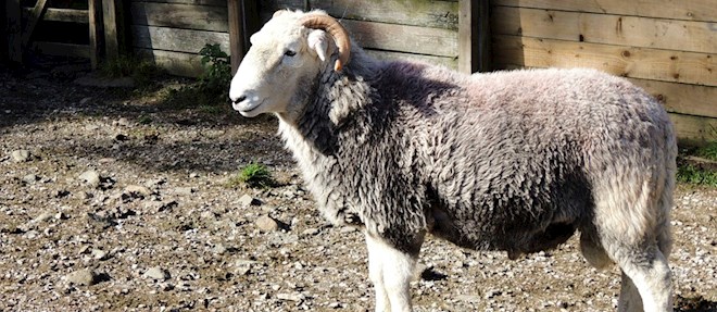 European Sheeps: 55 Sheep Types in Europe | TasteAtlas