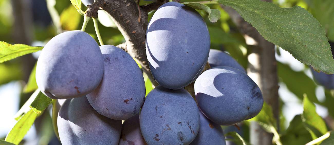 Stromberger Pflaume | Local Plums From Stromberg, Germany