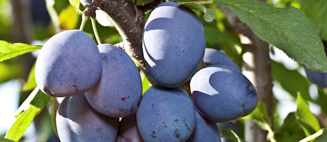 European Plums: 6 Plums Types in Europe | TasteAtlas