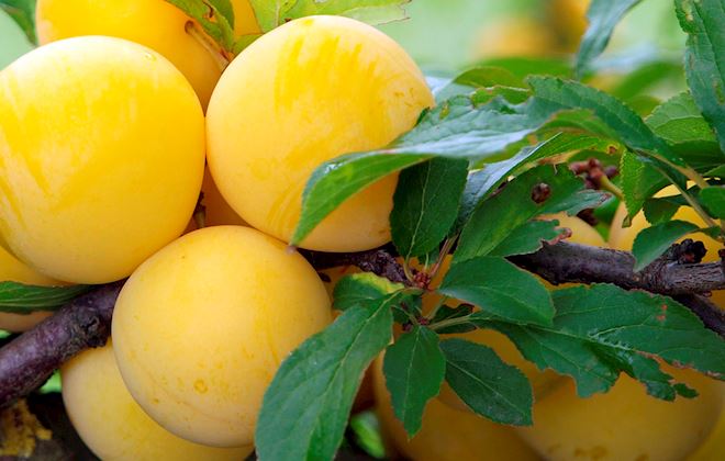 European Fruits (types and products): 148 Fruits (types and products ...