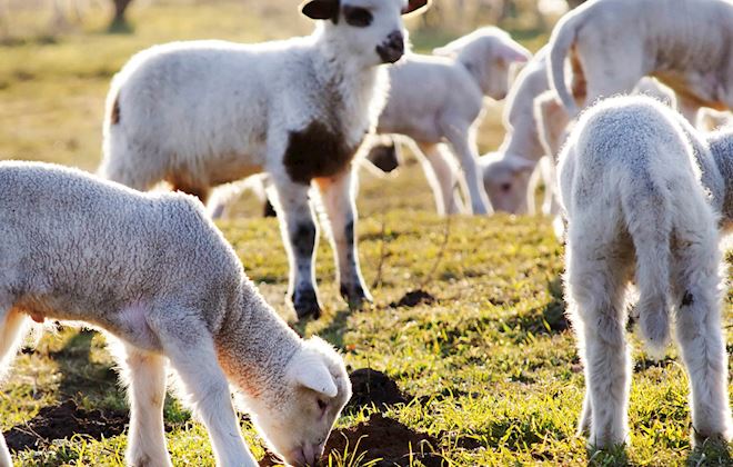 Lambs of the World: 46 Lamb Types | TasteAtlas