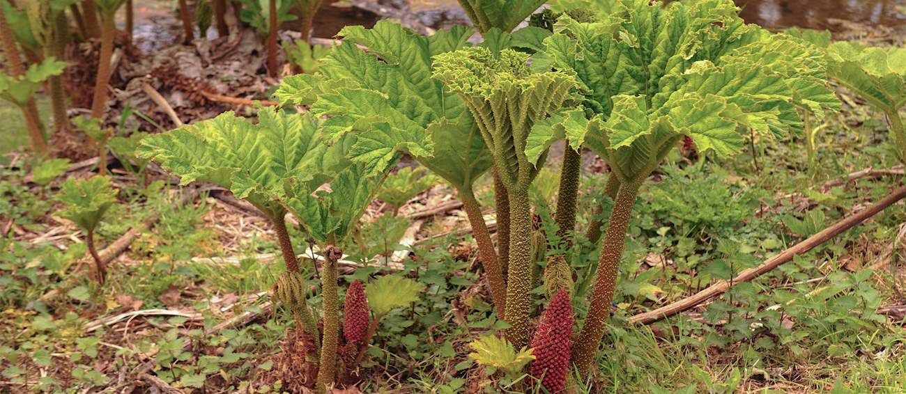 Nalca | Local Plant From Chile