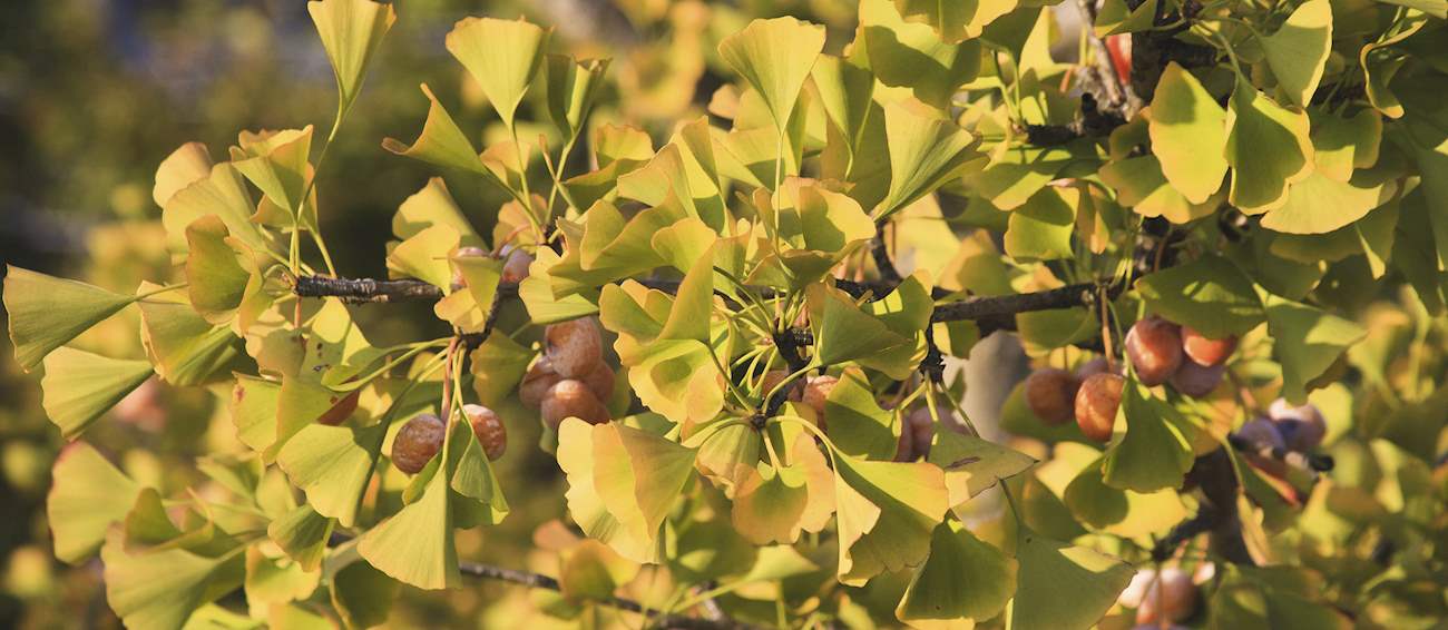 Ginnan | Local Seeds From Japan