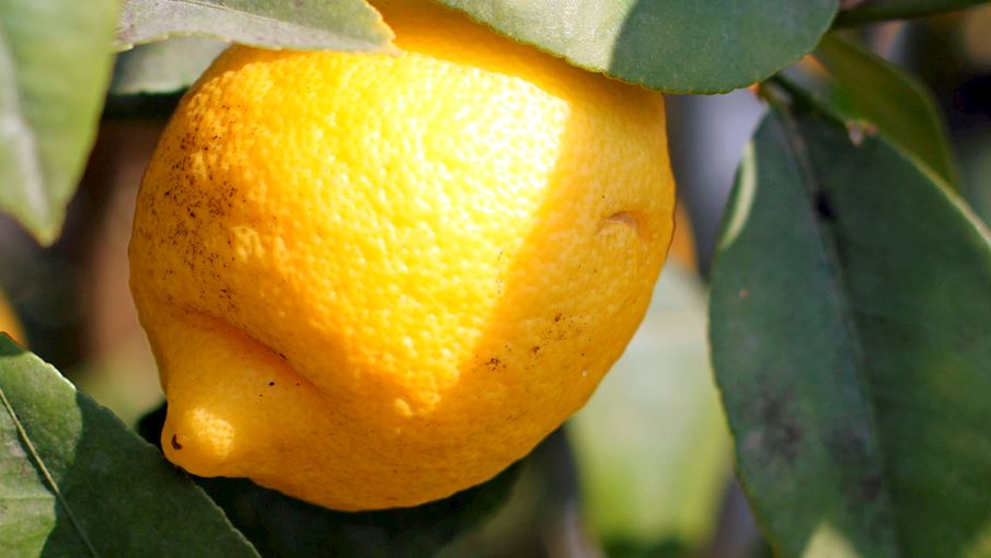3 Best Lemons in Sicily - TasteAtlas