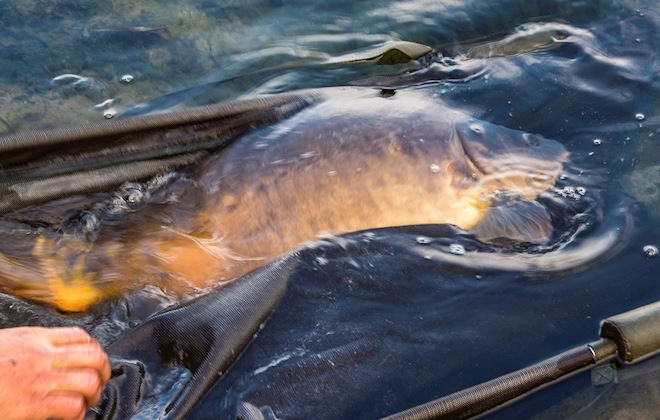 European Freshwater Fish: 31 Freshwater Fish Types in Europe | TasteAtlas