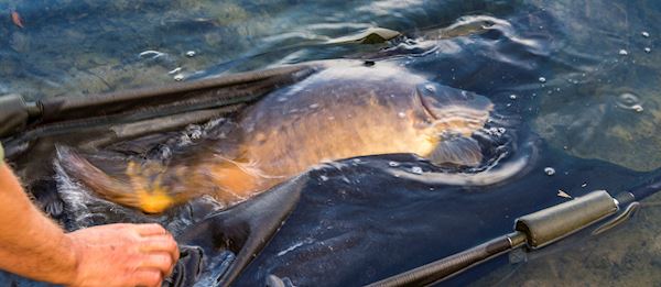 German Carp