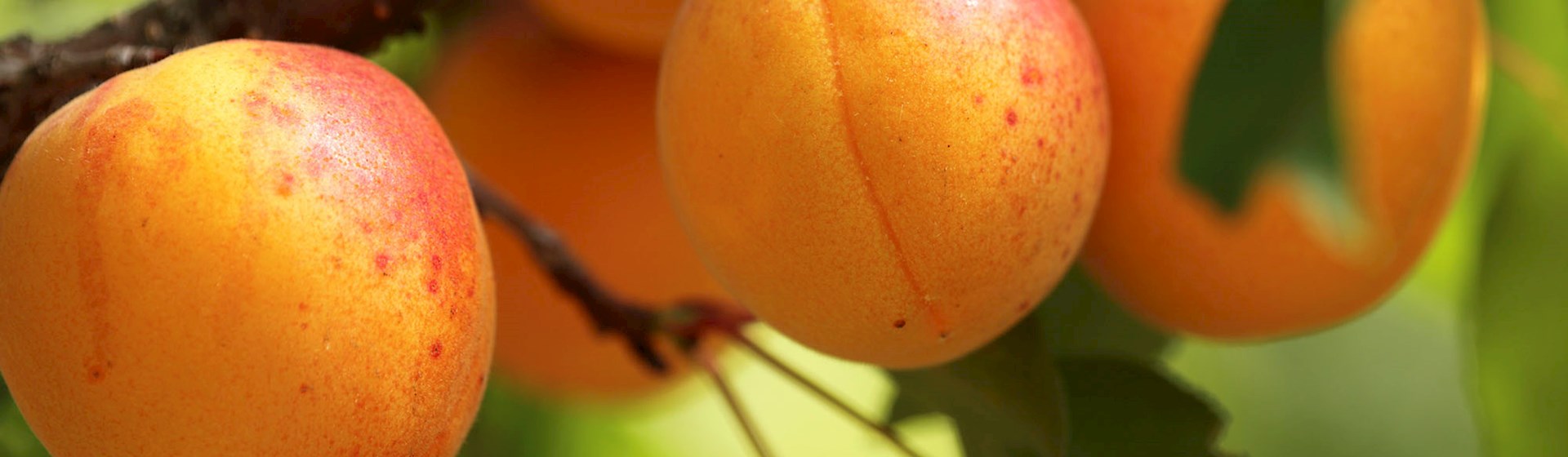 Top 12 Apricots in the World - TasteAtlas