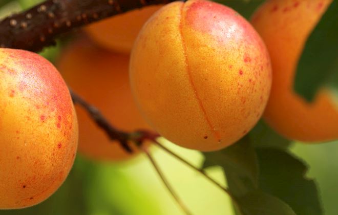 Apricots of the World: 7 Apricot Types | TasteAtlas