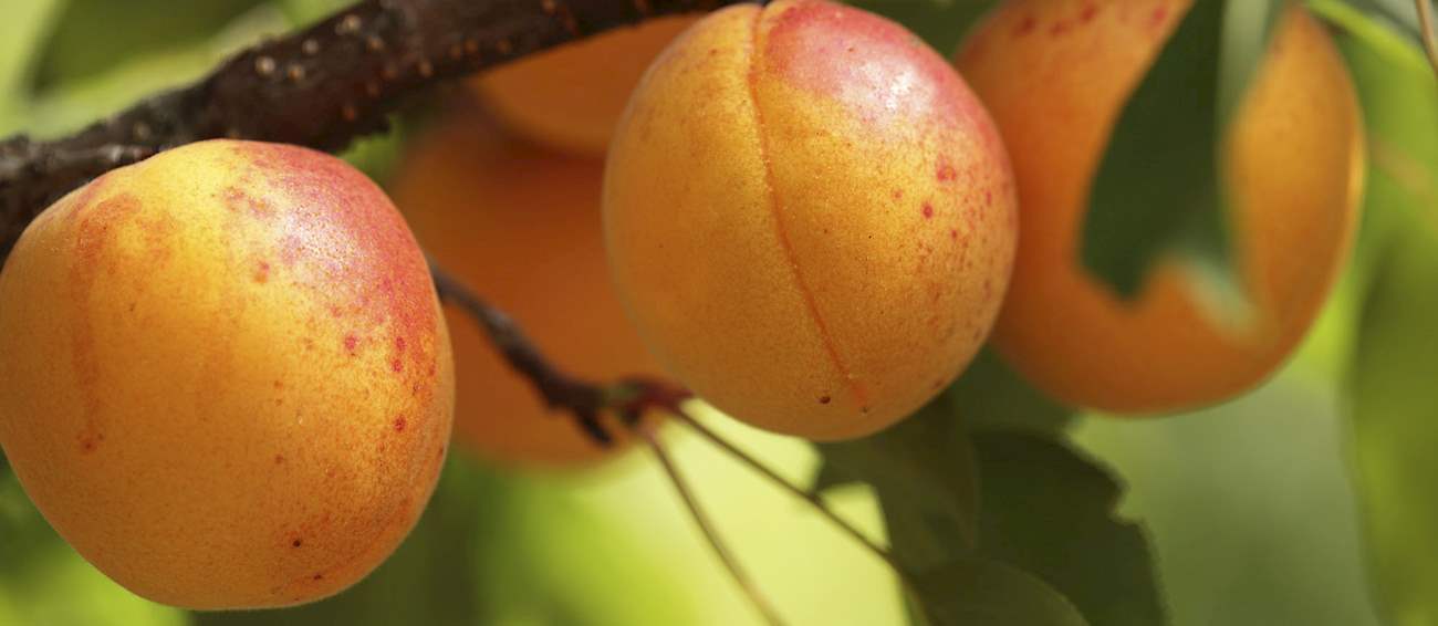 9 Best Stone Fruits in Central Europe - TasteAtlas