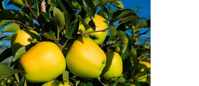 Pome Fruits of the World: 130 Pome Fruit Types | TasteAtlas