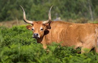 Carne Arouquesa | Local Beef From Aveiro District, Portugal