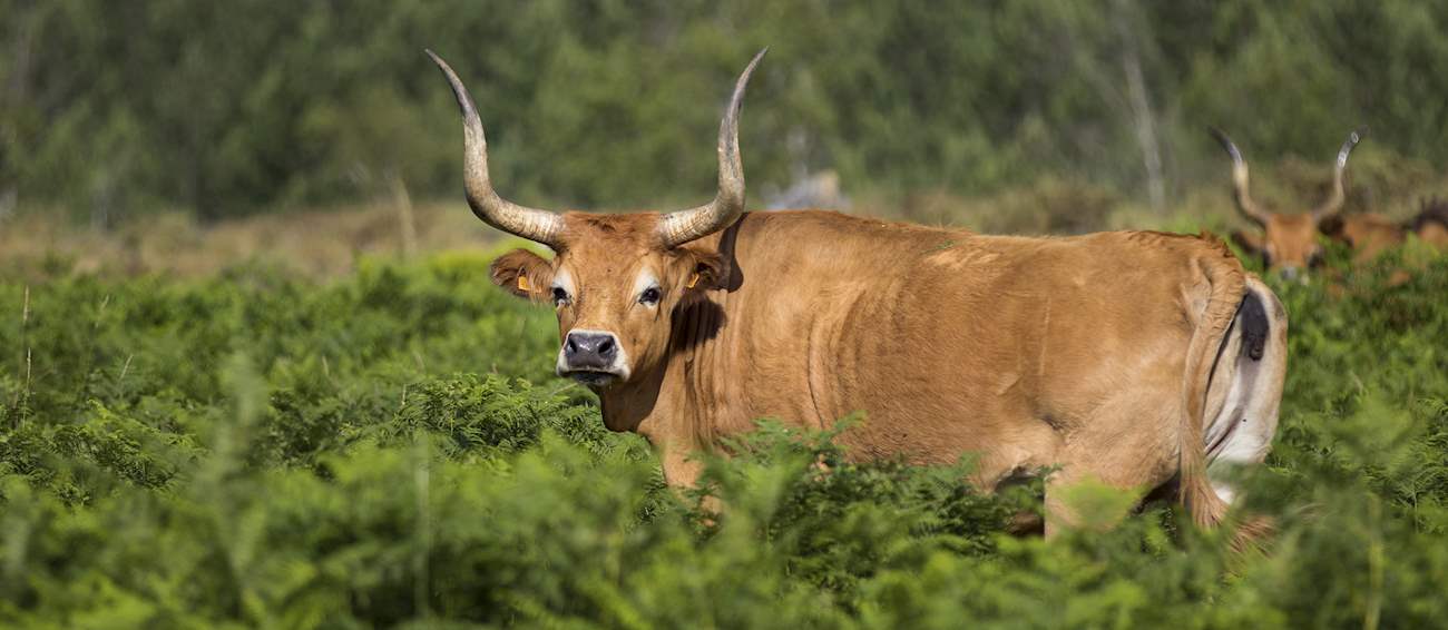 56 Best Beef Cattle Breeds in Europe - TasteAtlas