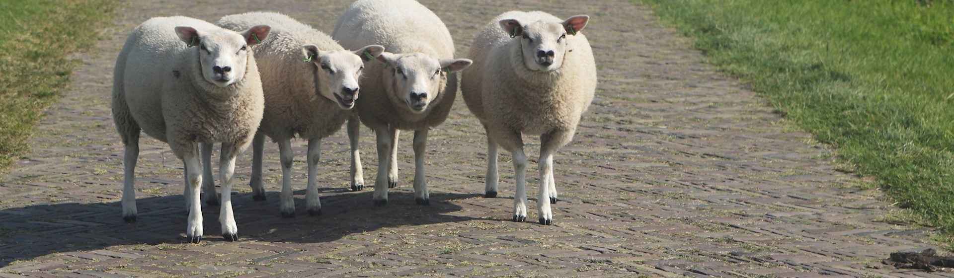 4 Best Lambs in Northern Europe - TasteAtlas