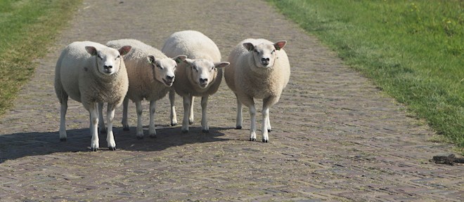 Northern European Sheep: 5 Sheep Types in Northern Europe | TasteAtlas