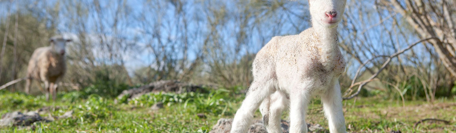 Top 50 Lambs in the World - TasteAtlas