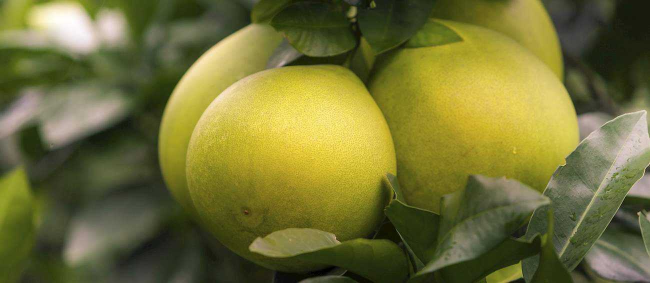 Pomelo de Corse | Local Pomelo From Corsica, France