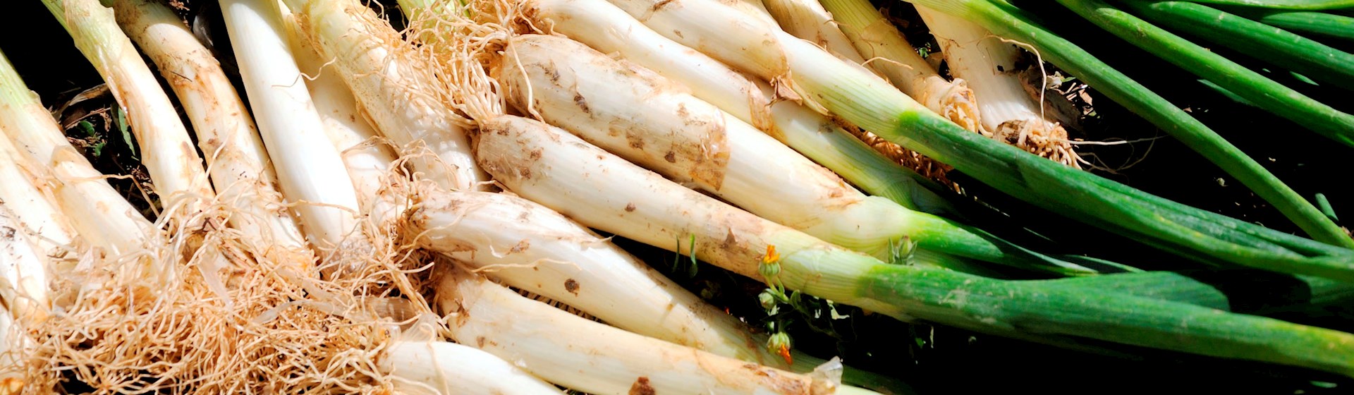4 Best Scallions in the World - TasteAtlas