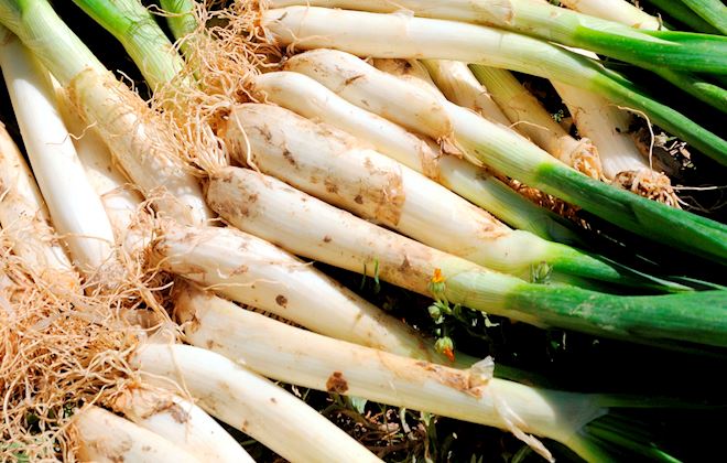 Spanish Vegetables: 25 Vegetable Types in Spain | TasteAtlas