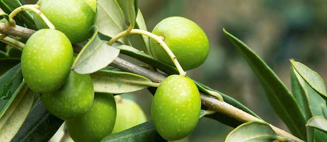 Olives of the World: 59 Olives Types | TasteAtlas
