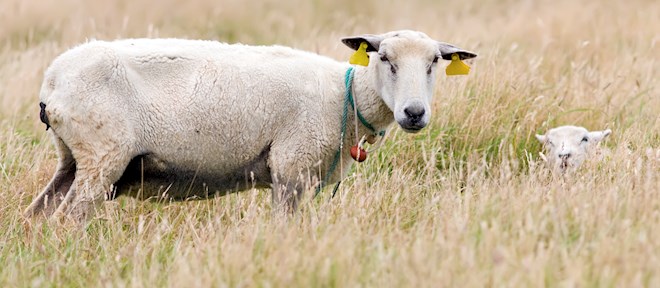 Lambs of the World: 49 Lamb Types | TasteAtlas