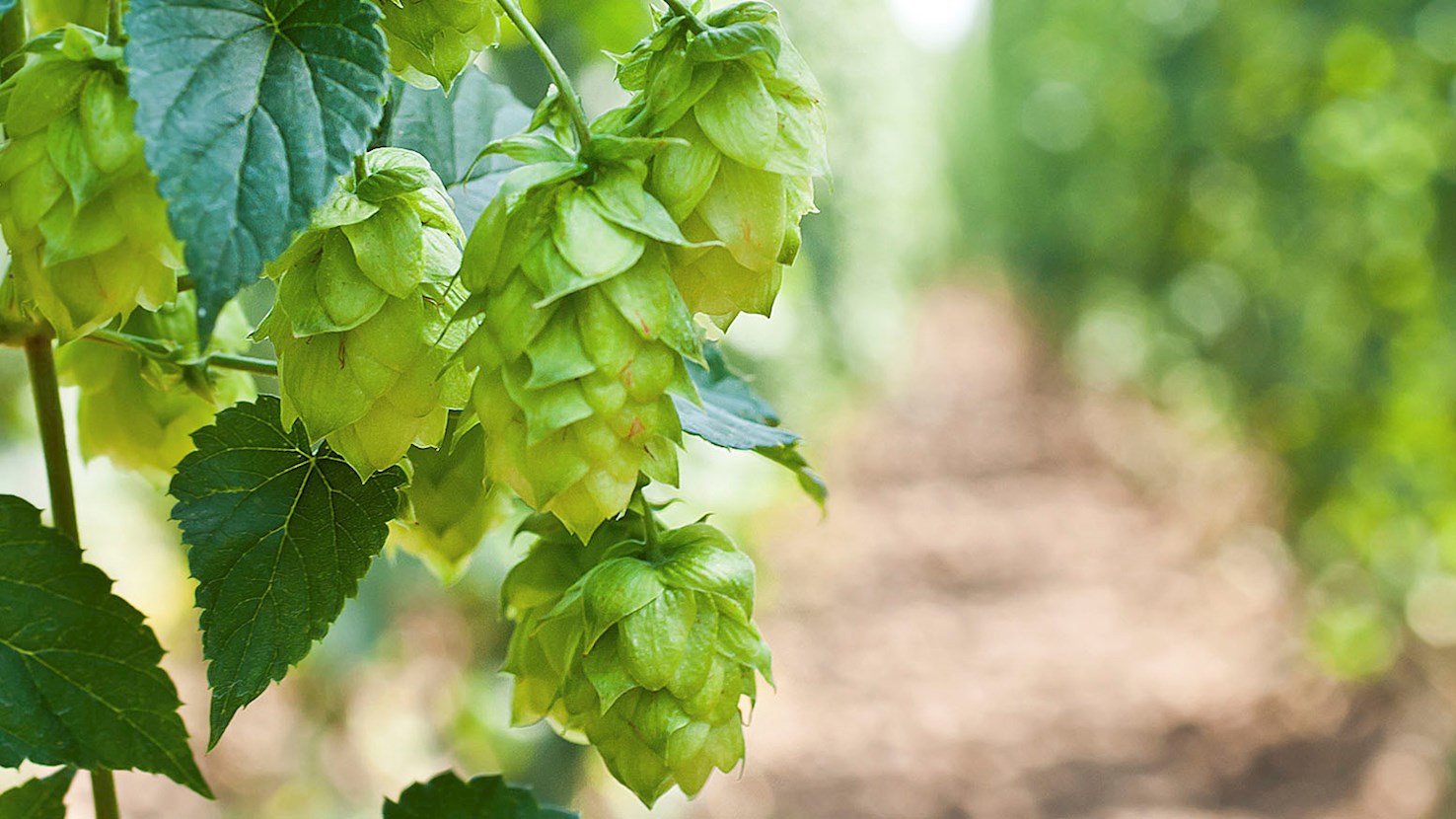 4 Best Hops in Germany - TasteAtlas